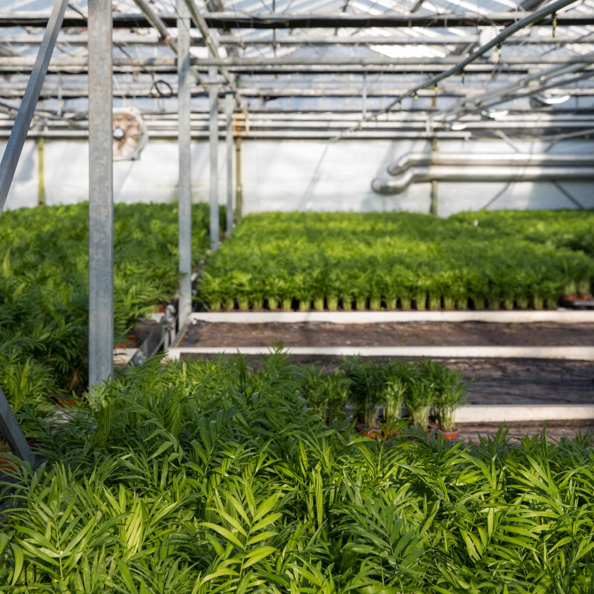 Wholesale Indoor Plants UK - Wholesale Plant Supplier- Hills Plants